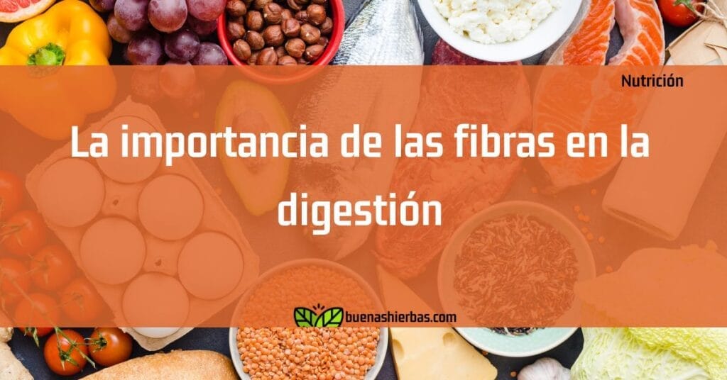 ᐅ La importancia de las fibras en la digestión ️